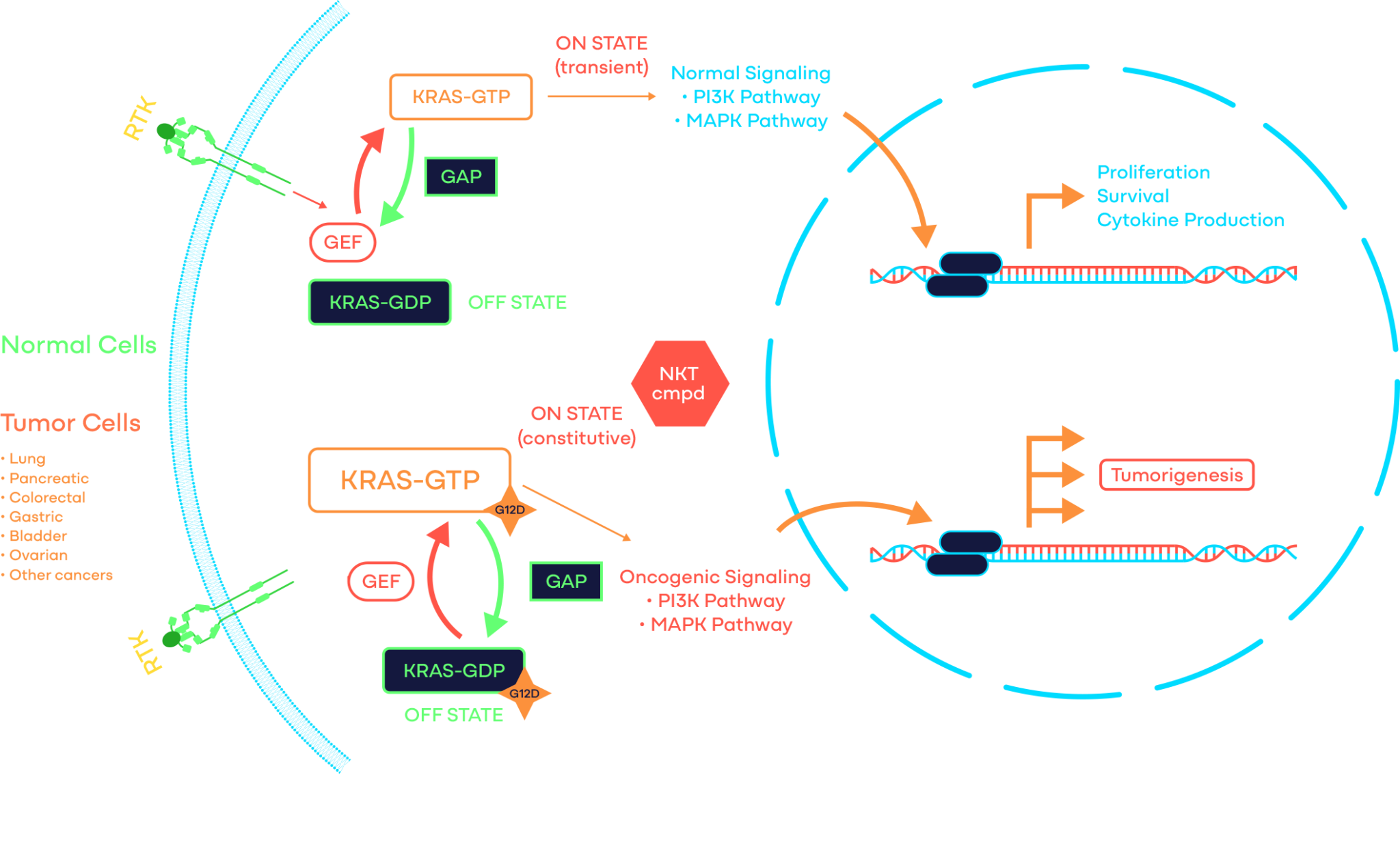 Science & Pipeline – Nikang Therapeutics