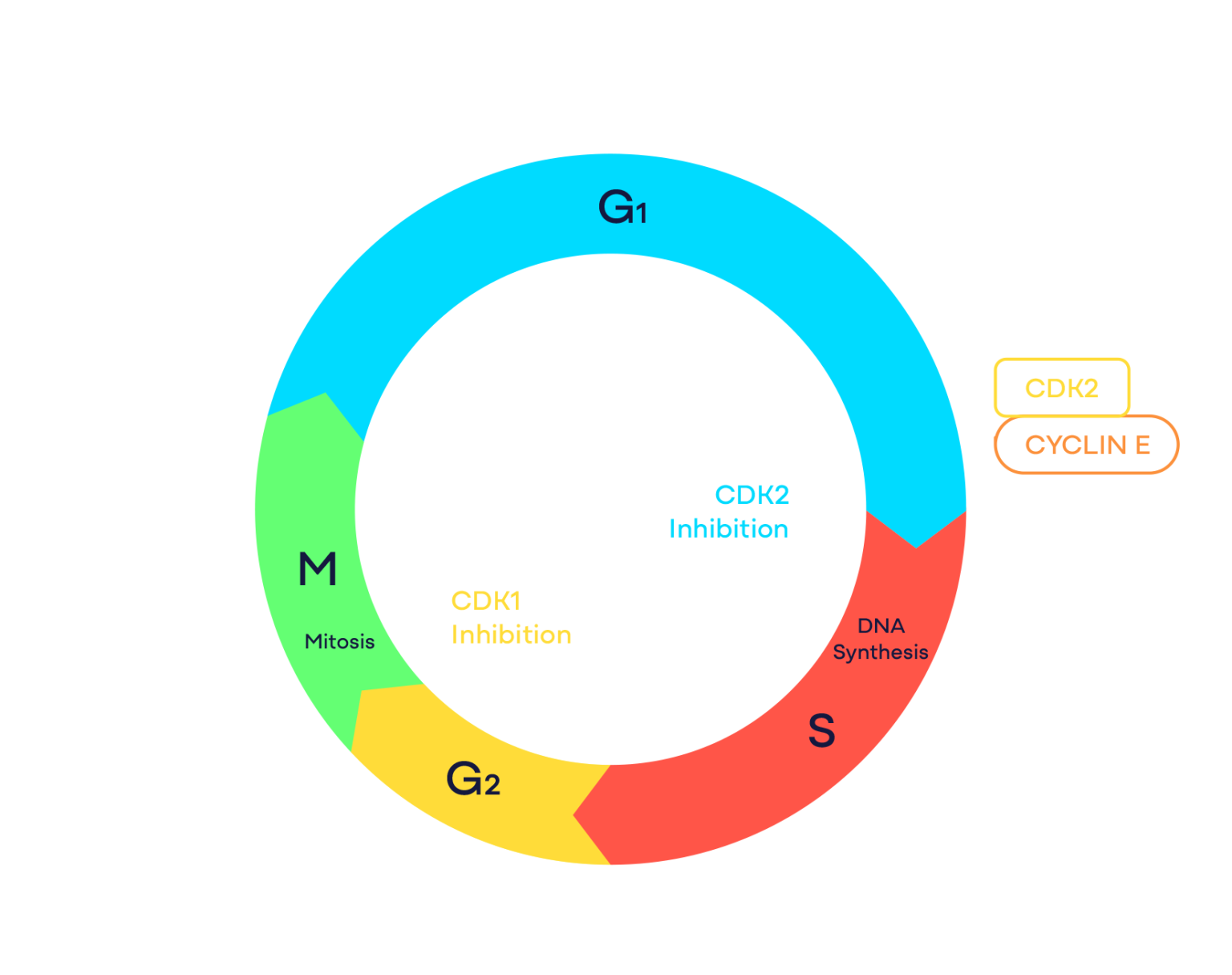 Science & Pipeline – Nikang Therapeutics