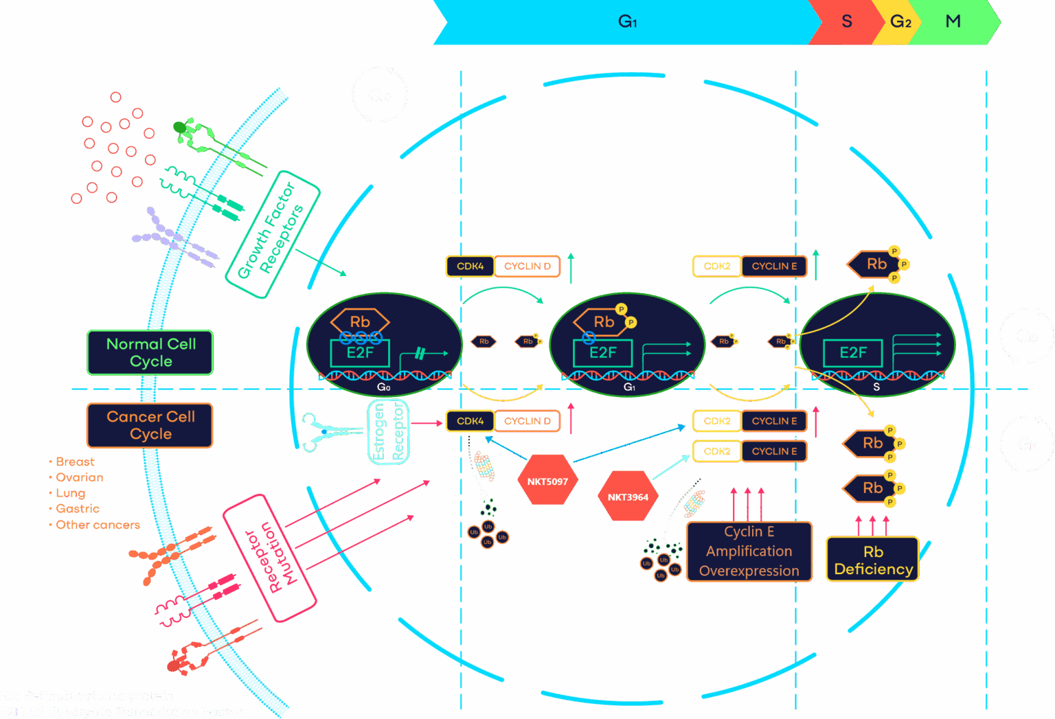 Science & Pipeline – Nikang Therapeutics